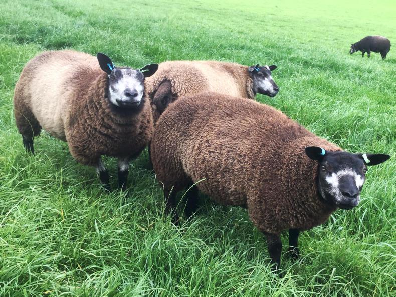 Blue Texels to be showcased in sheep tunnel - Premium