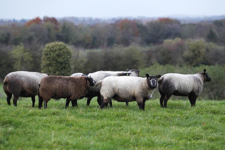 Blue Texels to be showcased in sheep tunnel - Premium