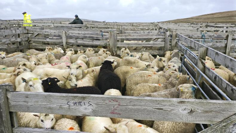Abattoirs object to sheep price reporting - Premium