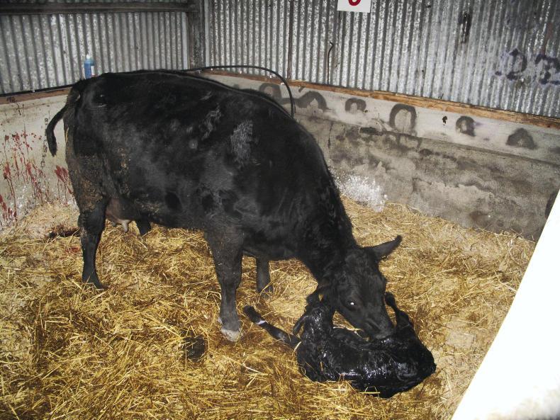 Irish Farmers Journal – For the Latest Farming News in Ireland