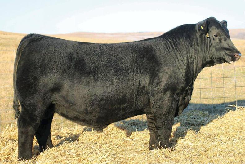 Super semen: million dollar Angus bull could return $10m to studs - Free