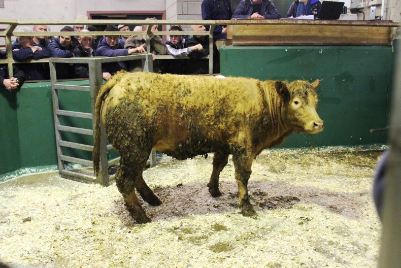 Lively store cattle trade at Omagh Mart - Premium