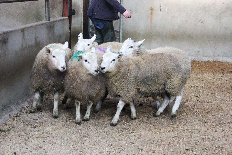 Hogget trade remains buoyant in NI - Premium