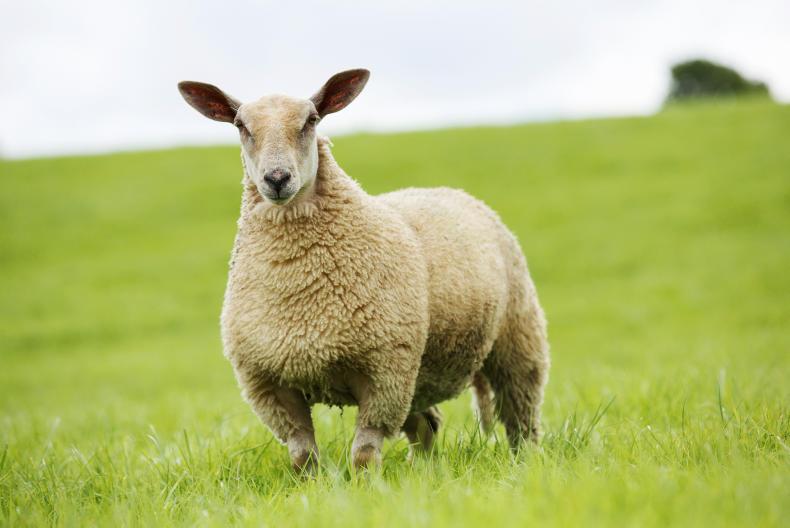 Long read: stone walls and rock-star sheep - Premium