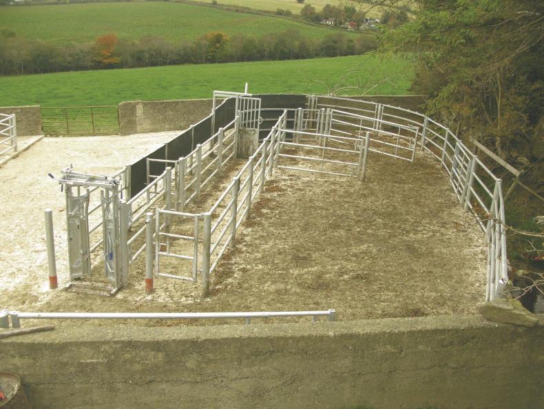 Long read: installing a state-of-the-art cattle handling unit for under ...
