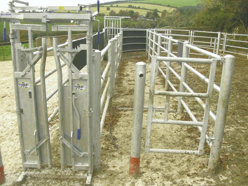 Long read: installing a state-of-the-art cattle handling unit for under ...