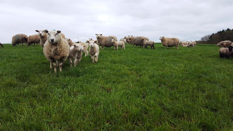 Watch: AFBI investigates genetic potential of NI sheep - Premium