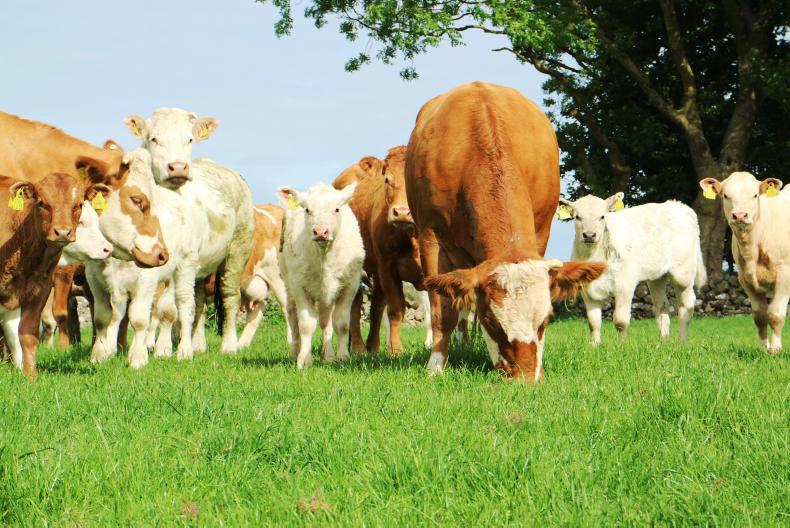 BETTER farm open day: breeding for the future in Galway - Premium
