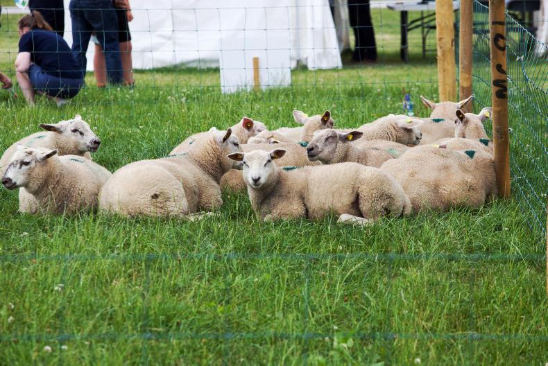 Watch: Utilising sheep fencing to grow more grass - Premium