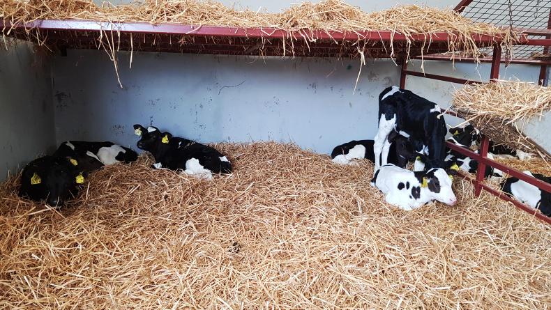 Sick calves produce less milk as cows - Free