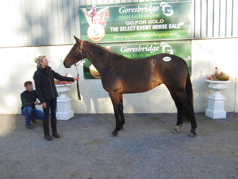Cornascriebe Blue tops Goresbridge sport horse sale - Premium