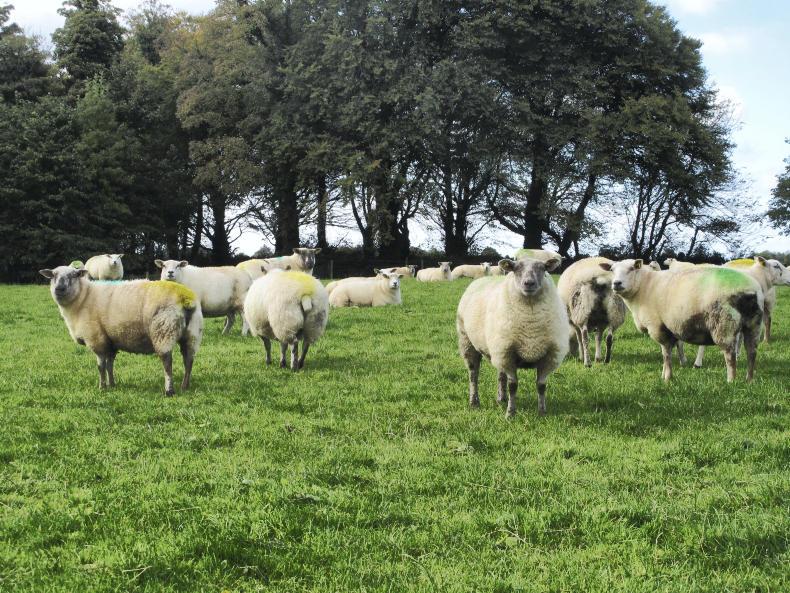 Target mid-pregnancy feeding to ewe body condition score - Premium