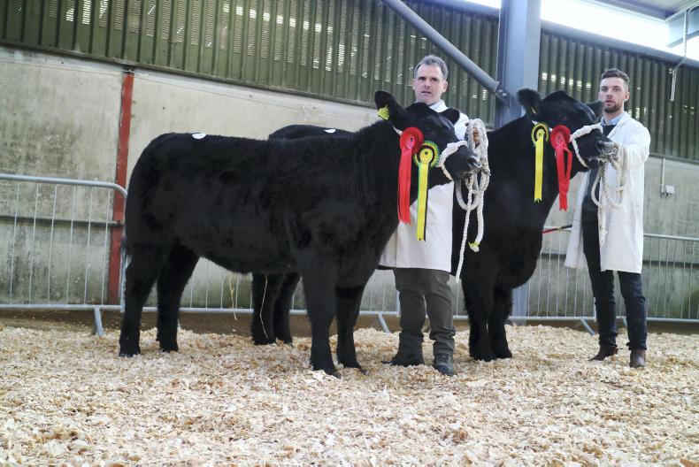 Goulding leads Aberdeen Angus premier - Premium