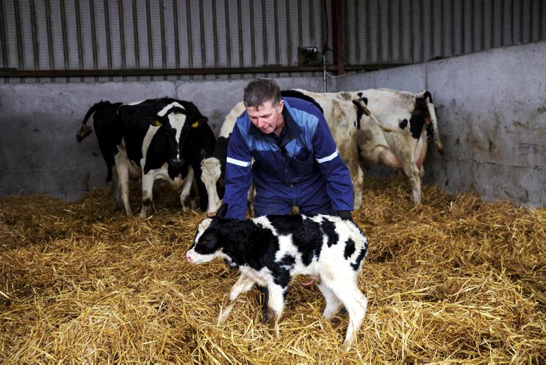Farm safety: safe handling of calves - Premium