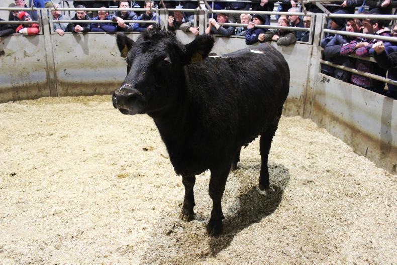 Angus store cattle in demand at Armoy Mart - Free
