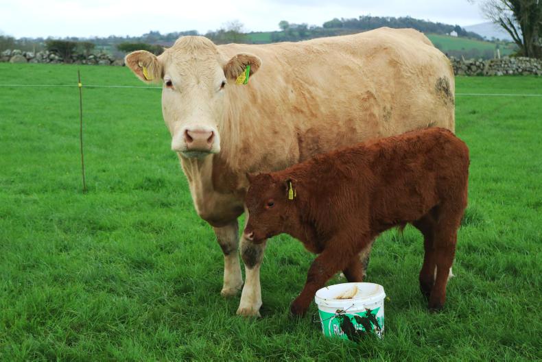 Completing a spring rotation planner - Premium