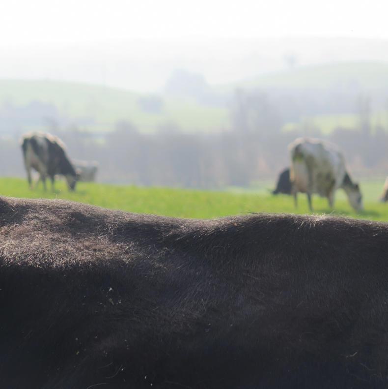 Focusing on grass utilisation in Monaghan - Premium