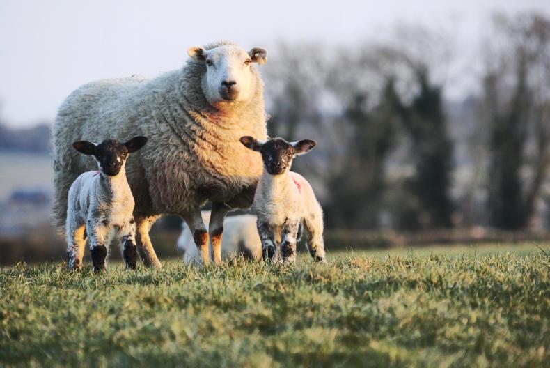 Sheep farmers cut ewe numbers and flock sizes - Premium
