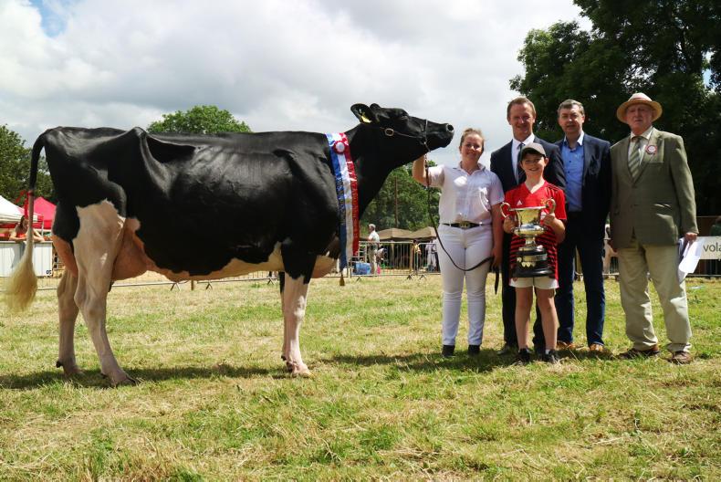 Ballyboy herd takes all-Ireland junior cow class at Charleville - Premium