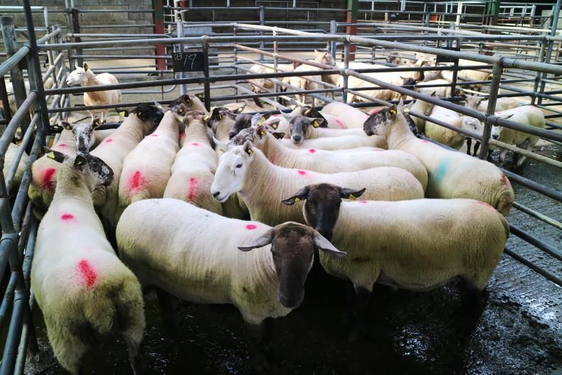 Identifying the best time to sell cull ewes - Premium