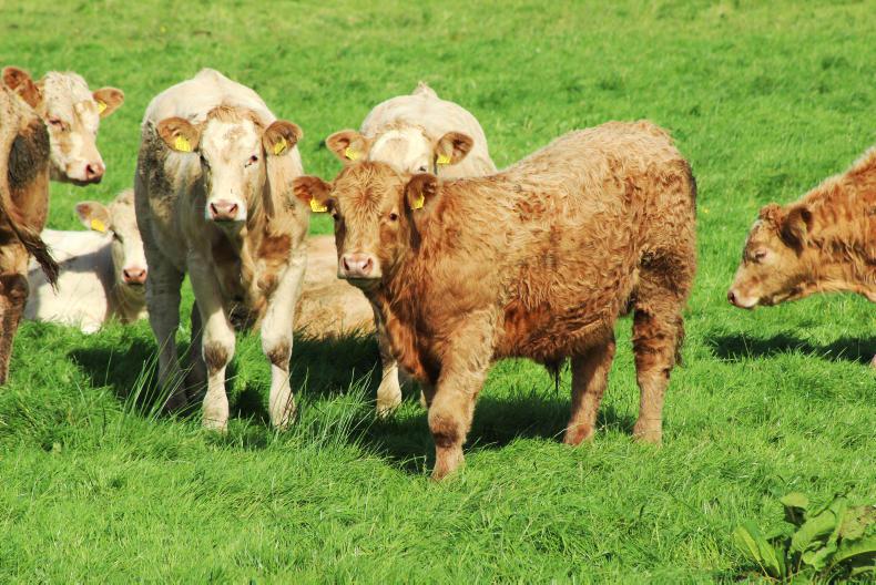 Weanling series: nine tips to reduce stress at weaning time - Premium