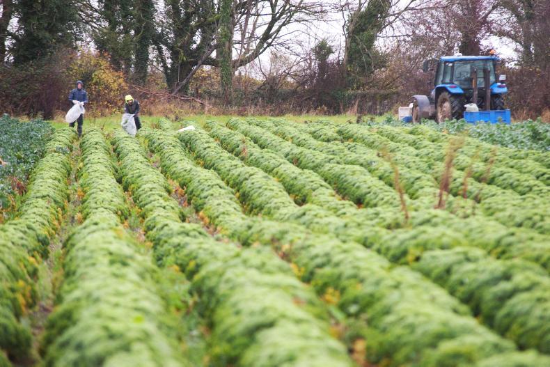 New horticulture scheme worth €6m now open - Free