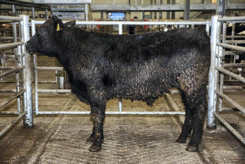 Camera at the Mart: cull cow trade well improved at Fermoy Mart - Premium