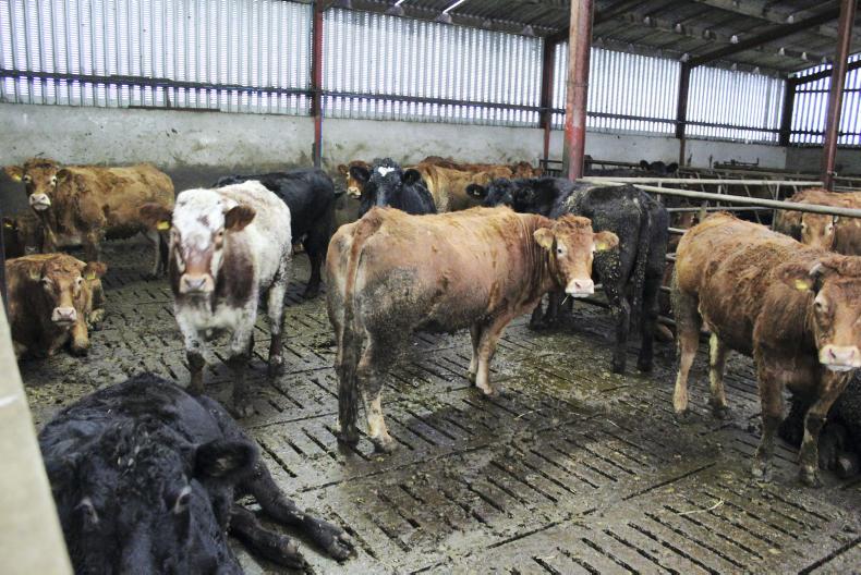 Watch: Preparing for spring calving in Co Down - Premium