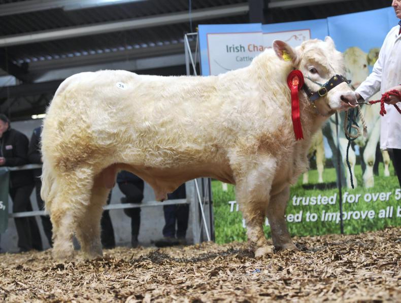 ICBF Active Beef Bull Lists - 2020 - Premium