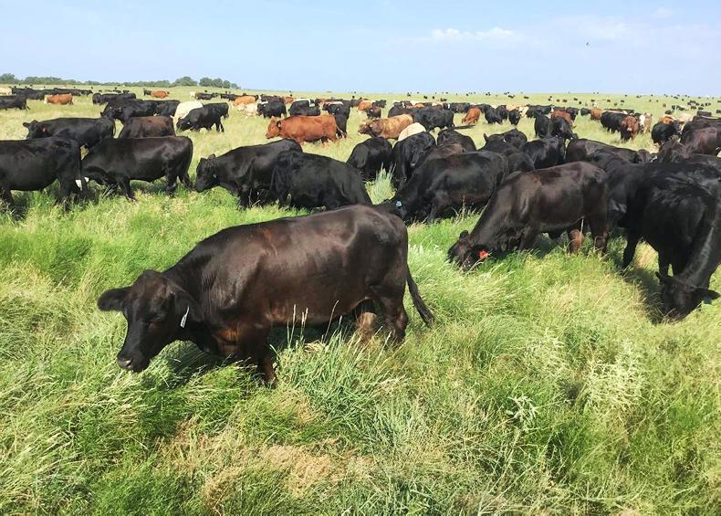 Turbulence in US meat packing industry - Premium