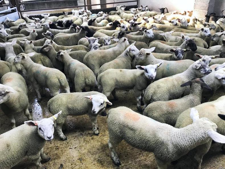 NI Sheep Programme: silage season and weight-recording lambs - Premium