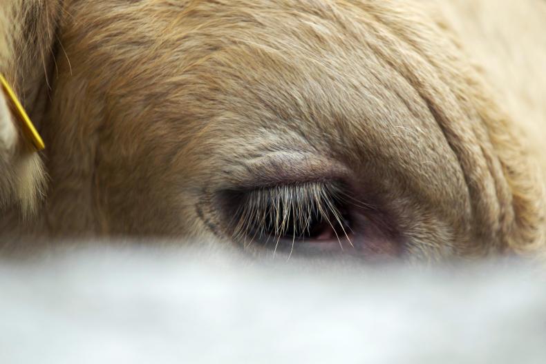 The curious case of the missing eye patch - Premium