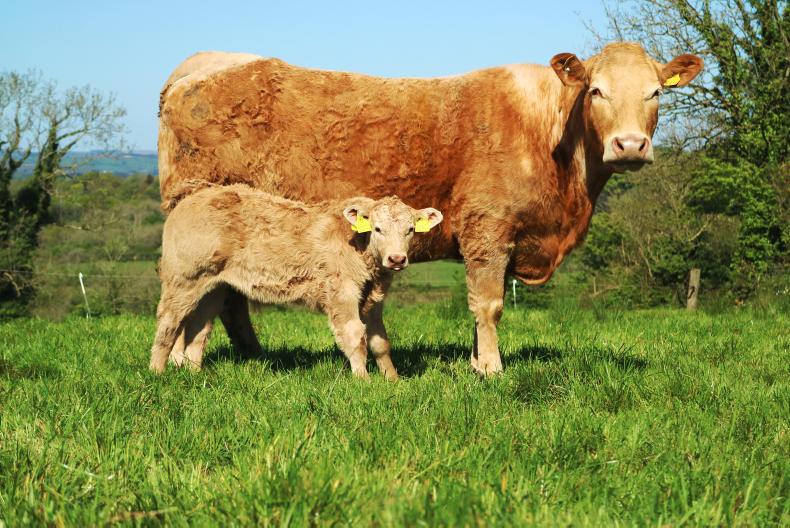 10 steps for successful autumn calving - Premium