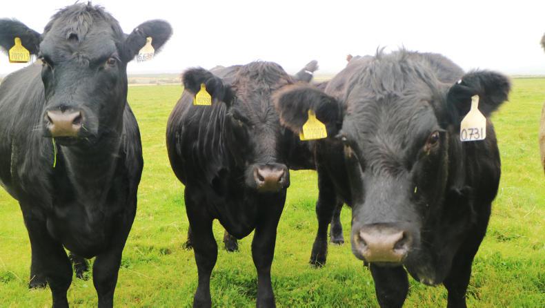 Is there a quality issue with beef? - Premium