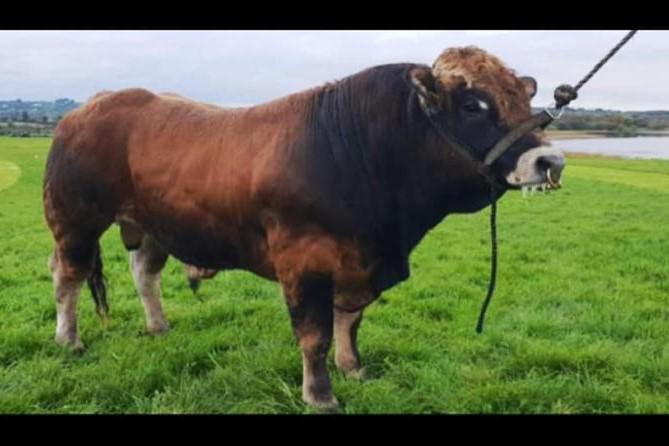 New record of €4,350 for Aubrac bull - Premium