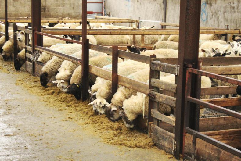 NI Sheep Programme: getting pre-lambing nutrition right - Free