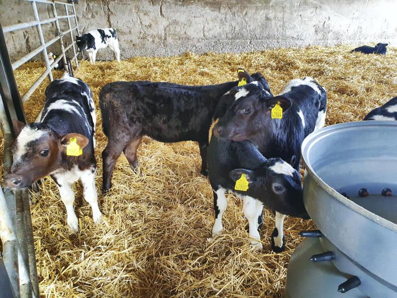 Thrive: preparing the calf rearing shed - Free