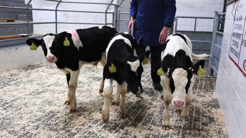 Calf prices quite firm as numbers build - Free