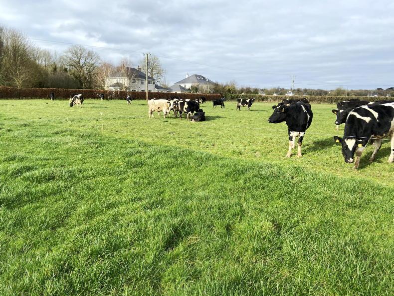 Dairy Management: grazing, milk fever and storing milk - Free