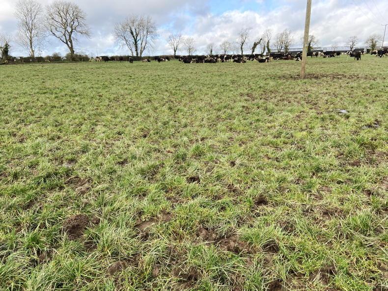 Dairy Management: calving problems, grazing issues and solving bloat in ...