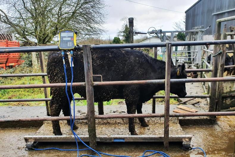 Thrive: accurately weighing cattle - Free