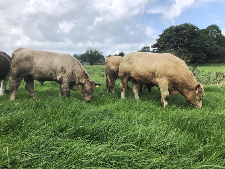 Bull beef systems can reduce greenhouse gas emissions by up to 32% - Free