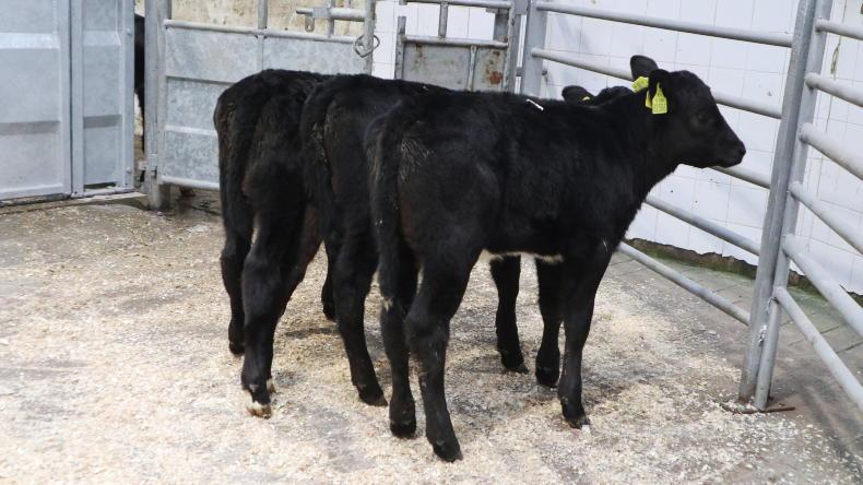 Friesian bulls make €65/head as calf numbers grow - Free
