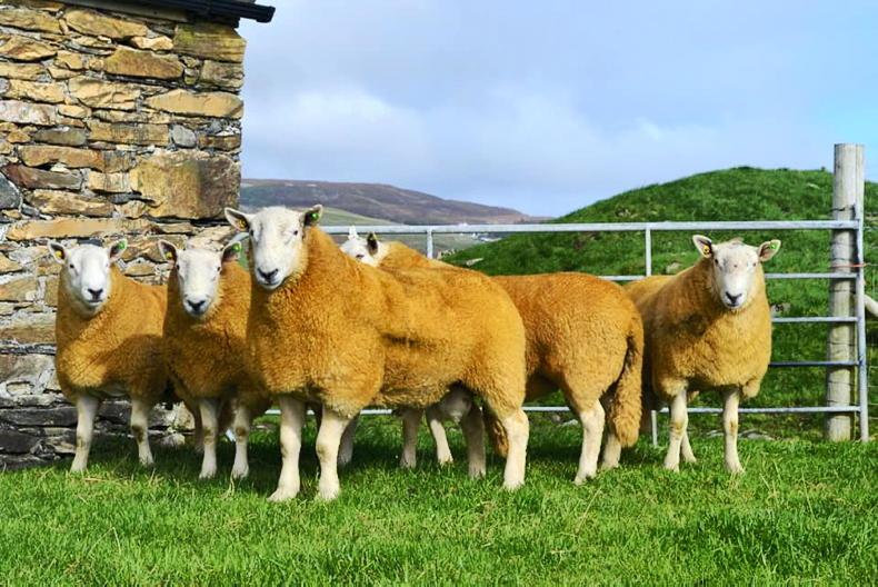 Guarding against inbreeding in hill sheep flocks - Free