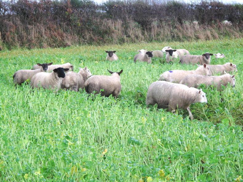 Understanding the value of forage crops - Premium