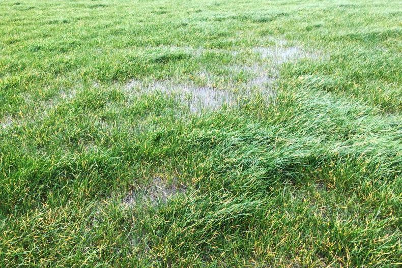 Dairy management: aftermath of heavy rain - Free