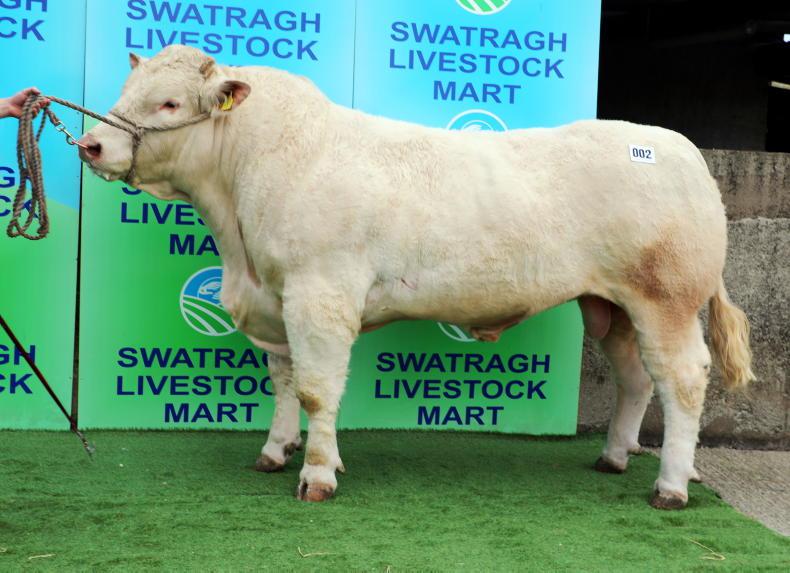 Charolais bulls hit 7,200gns in Swatragh - Free