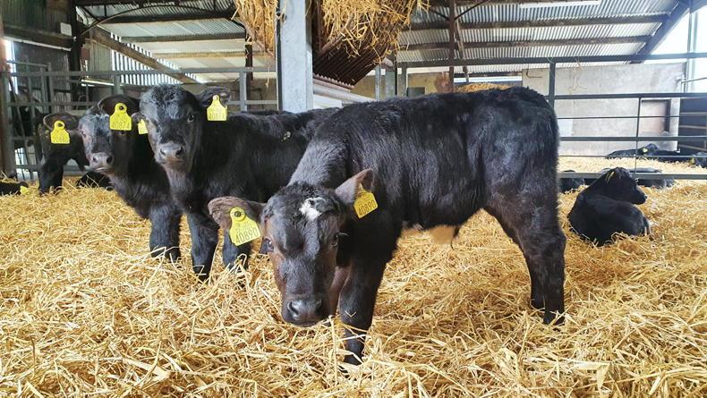Cold snap increasing pneumonia risks in calf sheds - Free