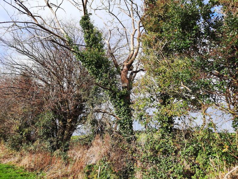 Global biodiversity framework 'milestone' for nature protection - Free