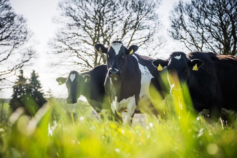 Hi Pro Eco-Lac Bulk Dairy Feed with Agolin - Free